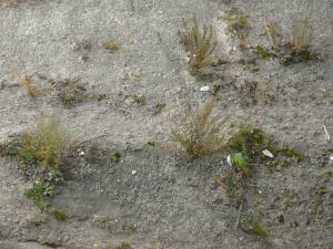 other grass textures - Texturelib